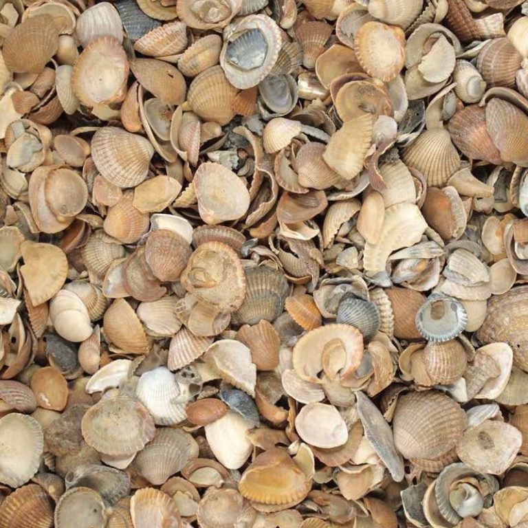 North Sea shells - Aggregates International